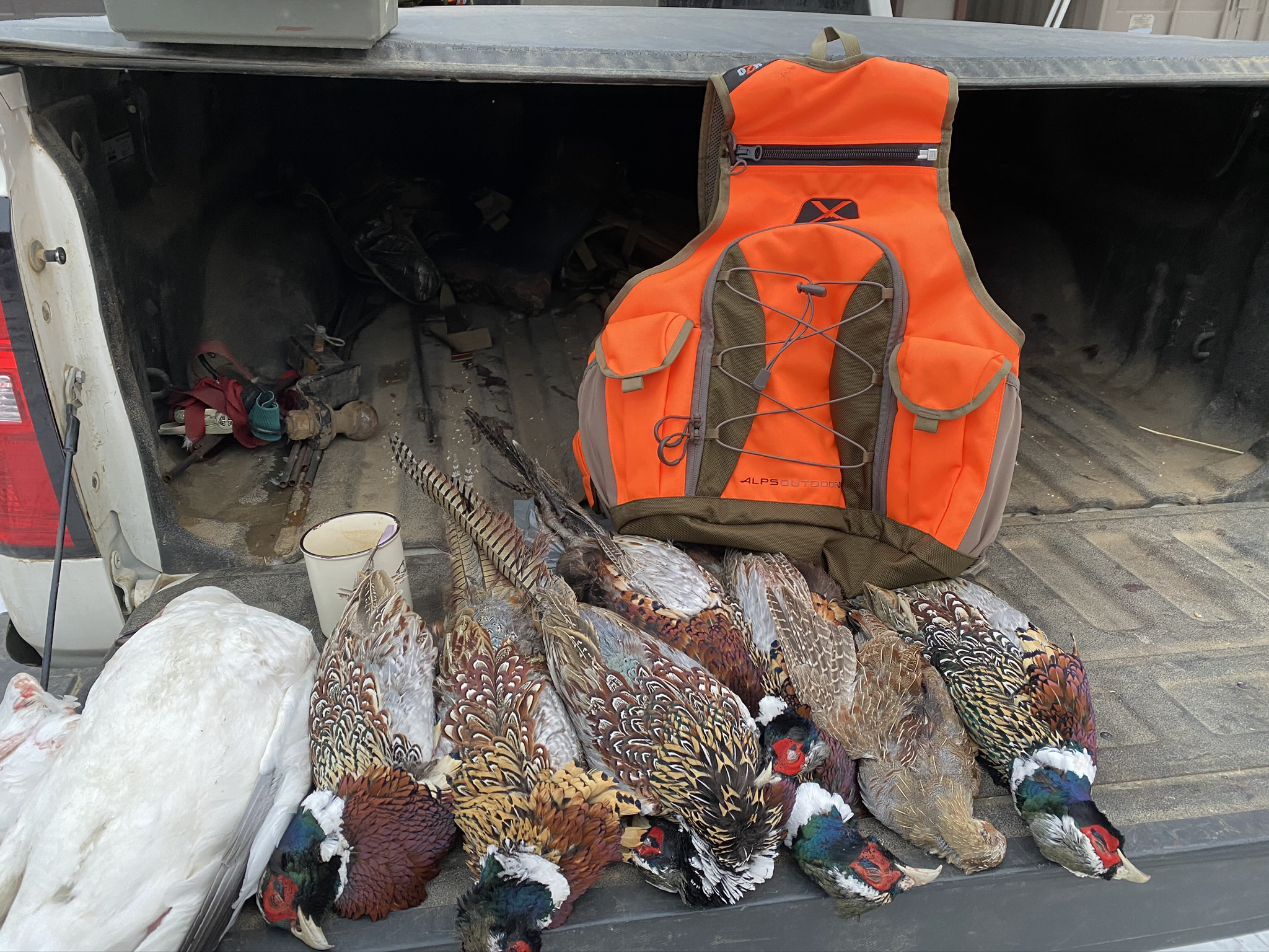 Sorting Out Wily Rooster - Born Hunting - Pheasant Hunting