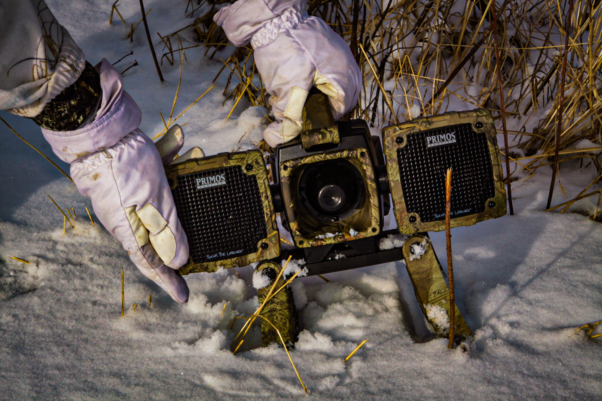 Gear Up For Coyote Breeding Season - Born Hunting