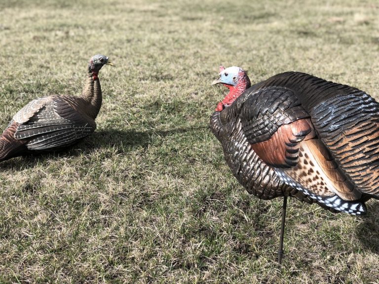 The Three Best Turkey Fakes Available - Born Hunting