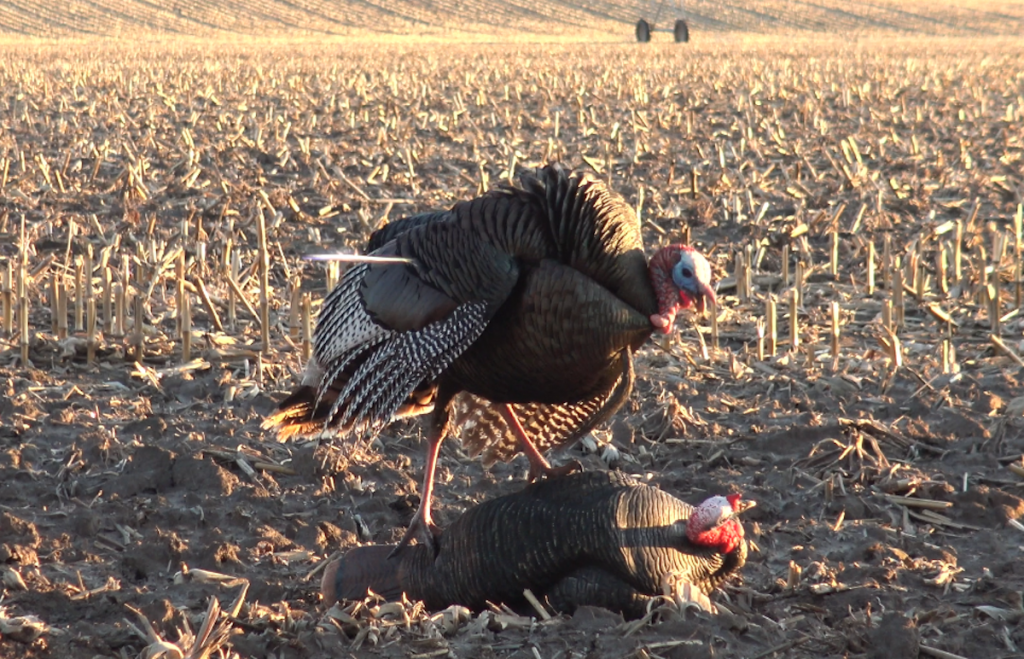The Three Best Turkey Fakes Available - Born Hunting