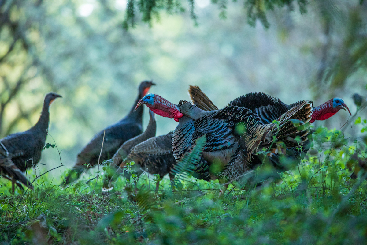 Turkey Sounds What The Mean Born Hunting