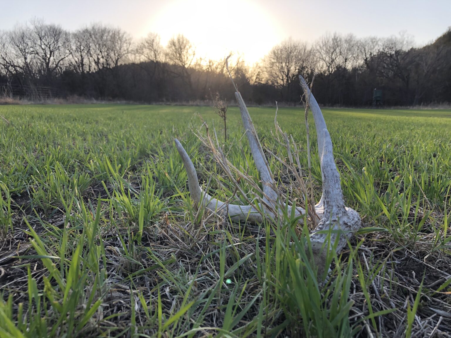 Winning The Shed Antler Hunting Game - Born Hunting