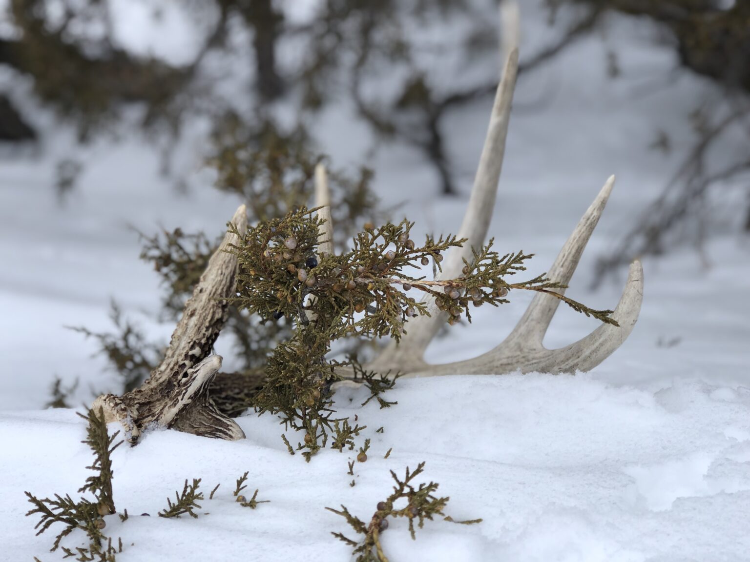 Winning The Shed Antler Hunting Game - Born Hunting