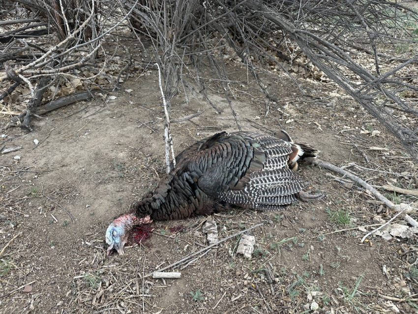Where To Shoot A Turkey With A Bow - Born Hunting
