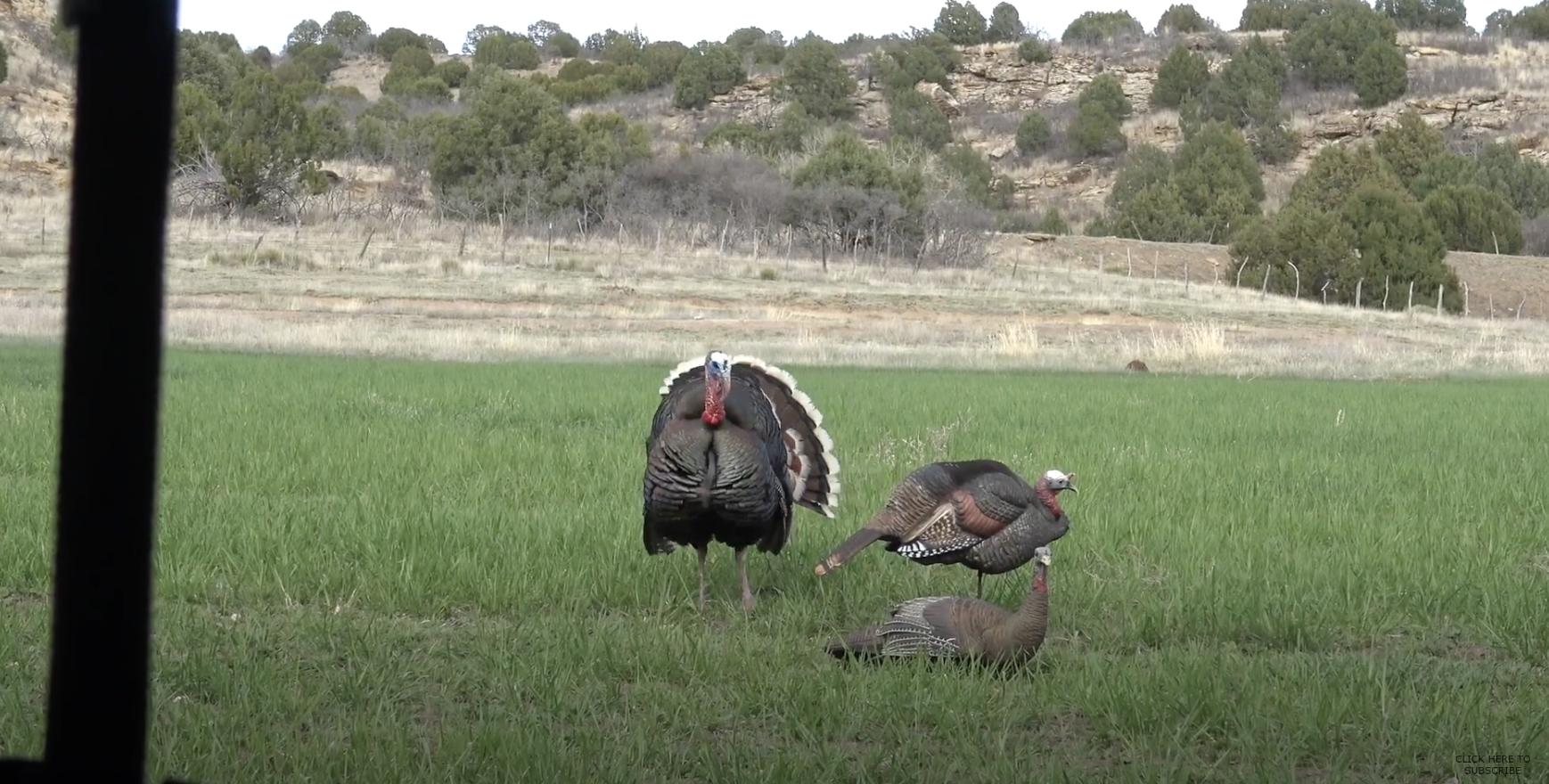 Where To Shoot A Turkey With A Bow - Born Hunting