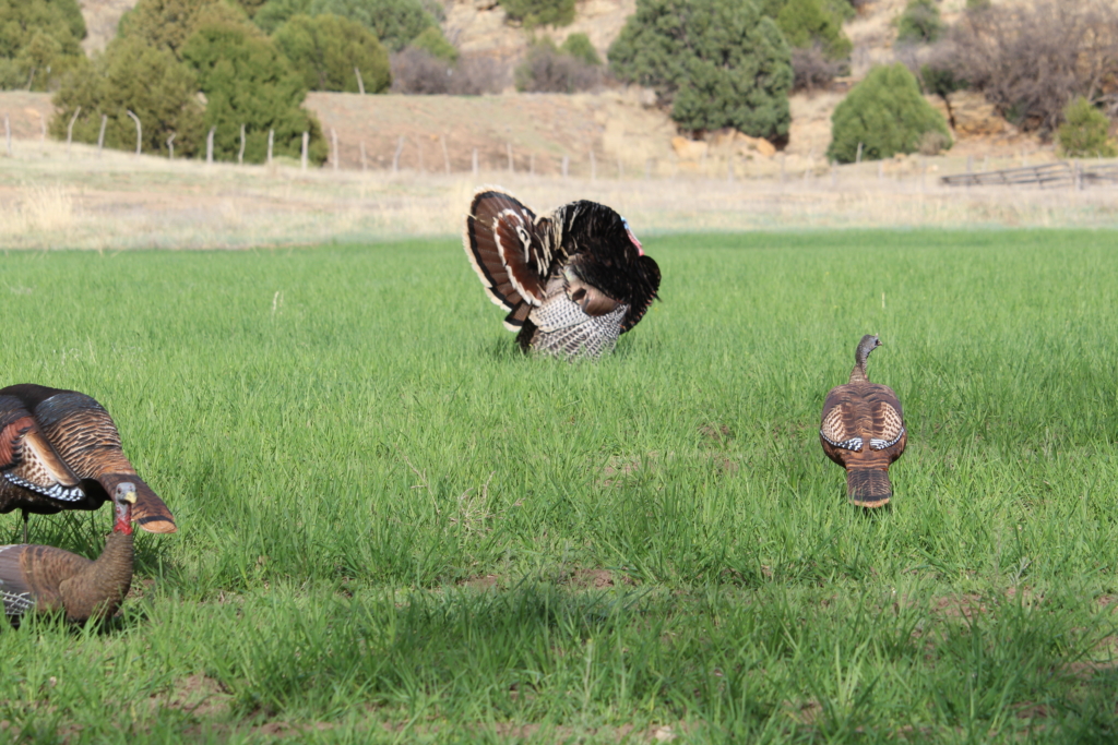 5 Decoy Tips For Late-Season Turkeys - Born Hunting