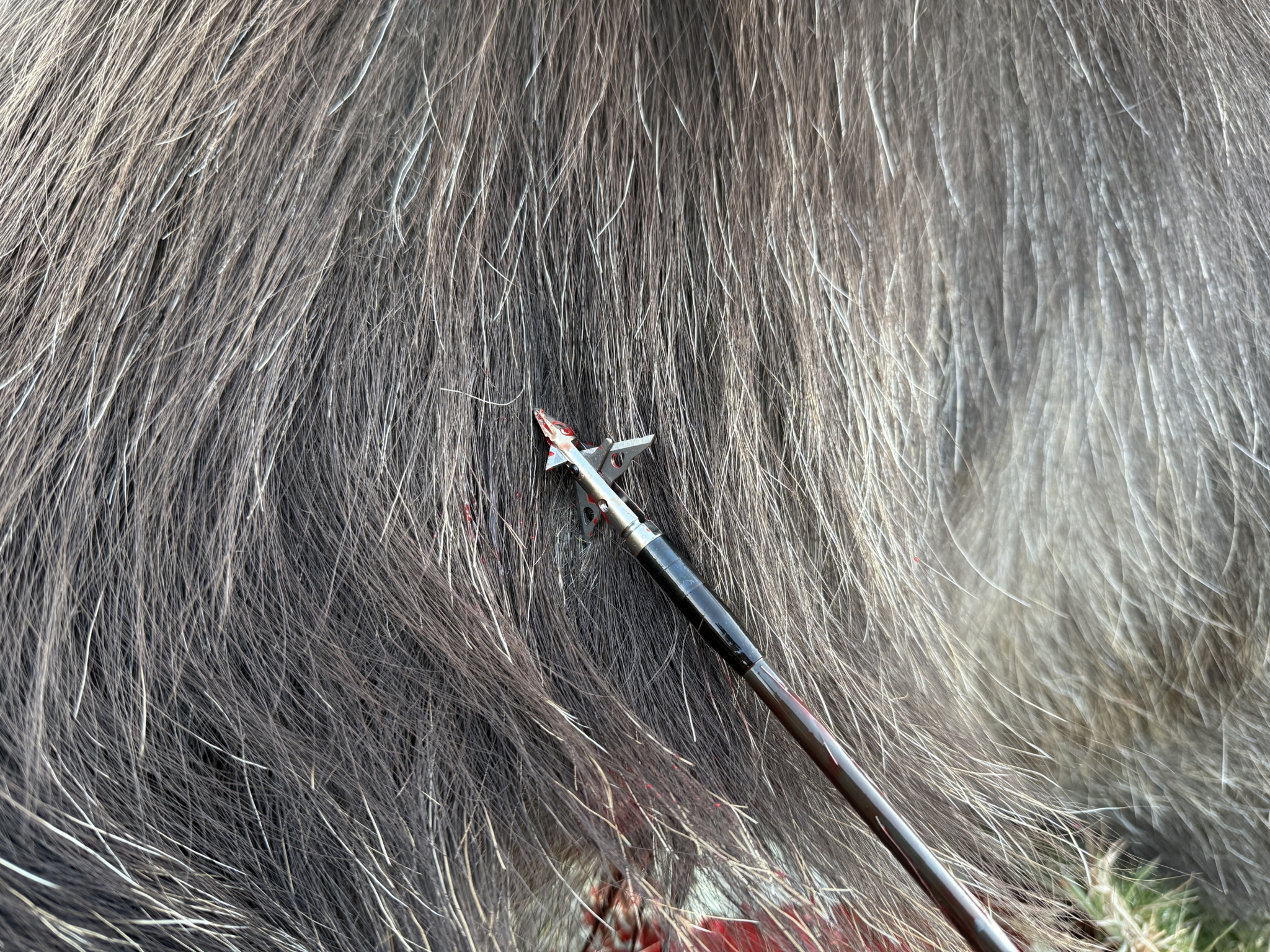 Tested True: SEVR's All-New 4-Blade Hybrid Broadheads - Born Hunting