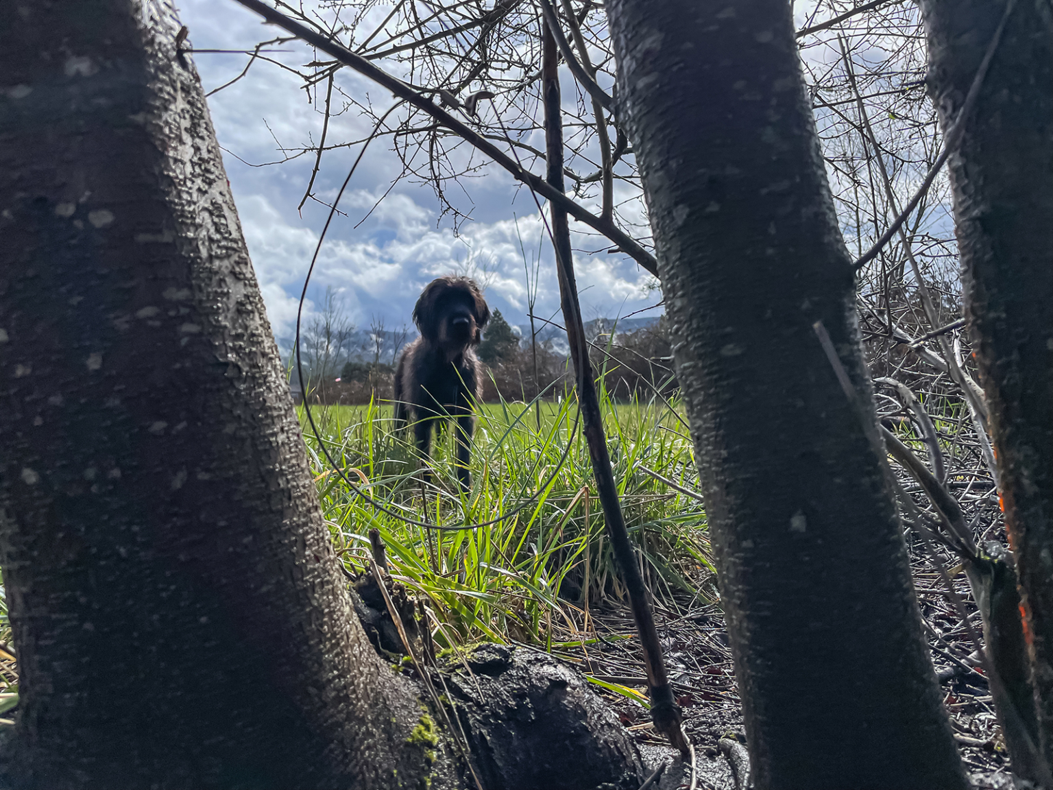 Gear Up For Summer Dog Training - Born Hunting