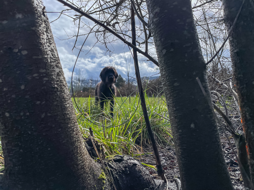 Gear Up For Summer Dog Training - Born Hunting