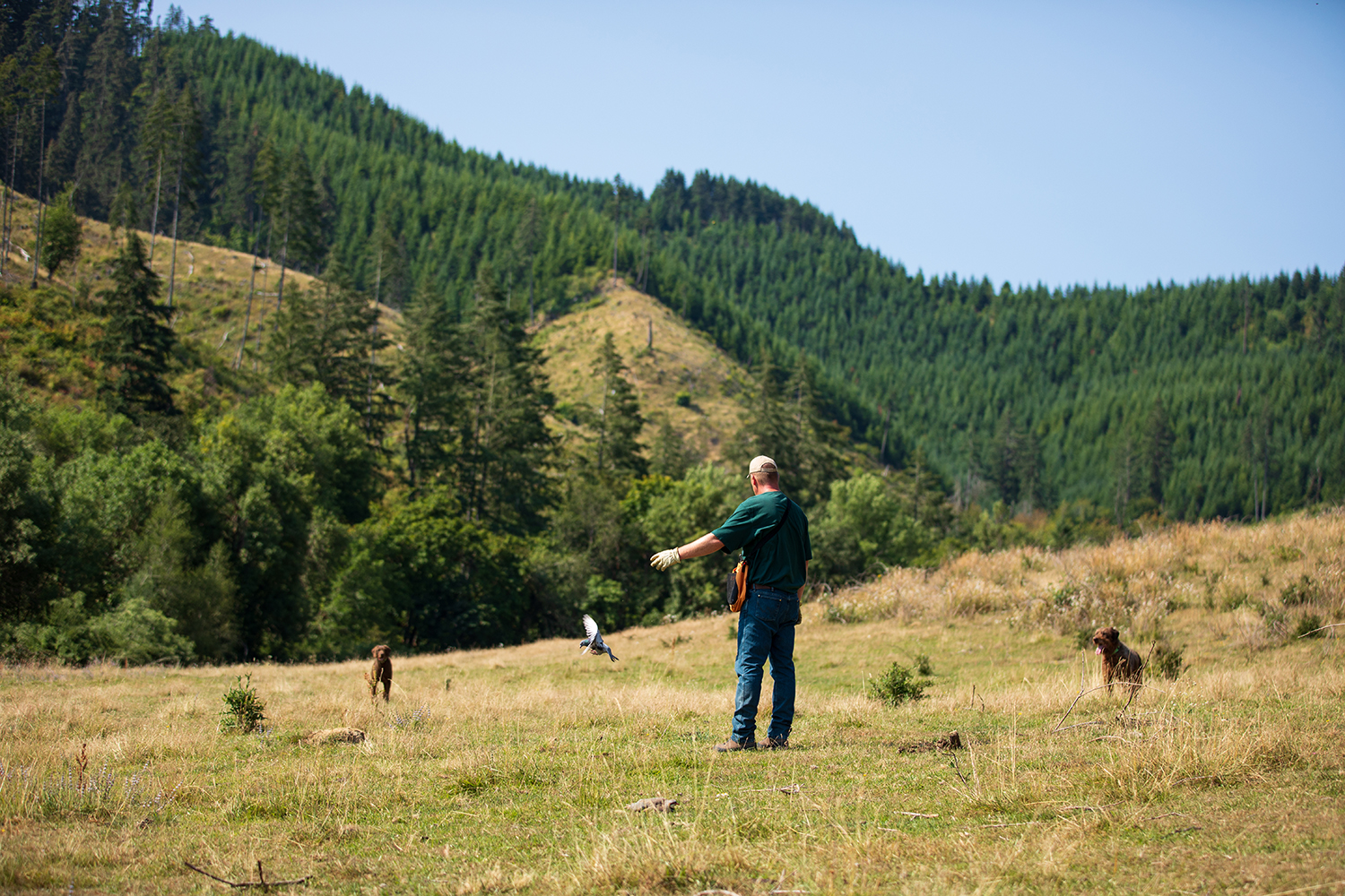 Summertime Training Tips For Your Hunting Dogs - Born Hunting