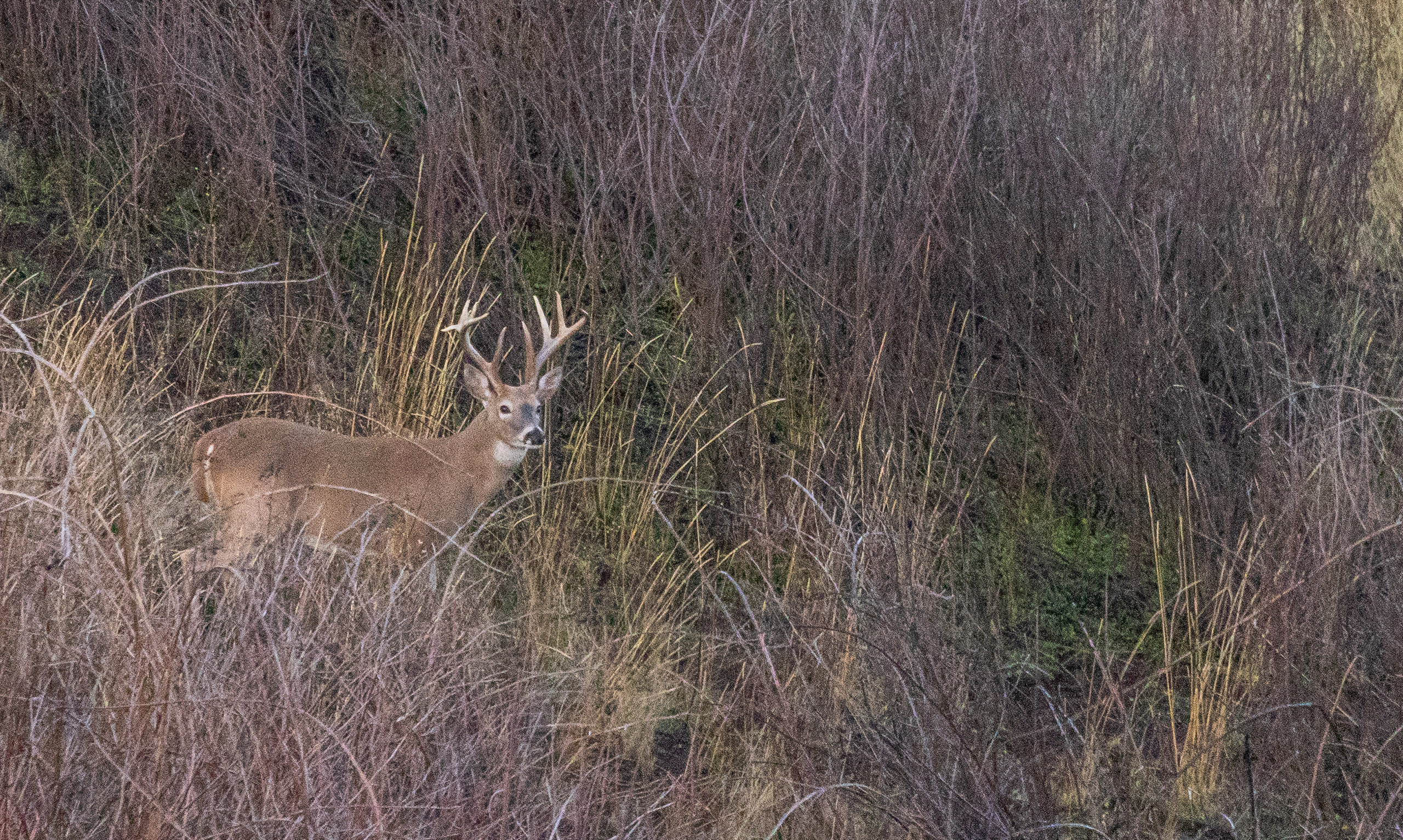 Columbia Whitetail Deer Fever - Born Hunting