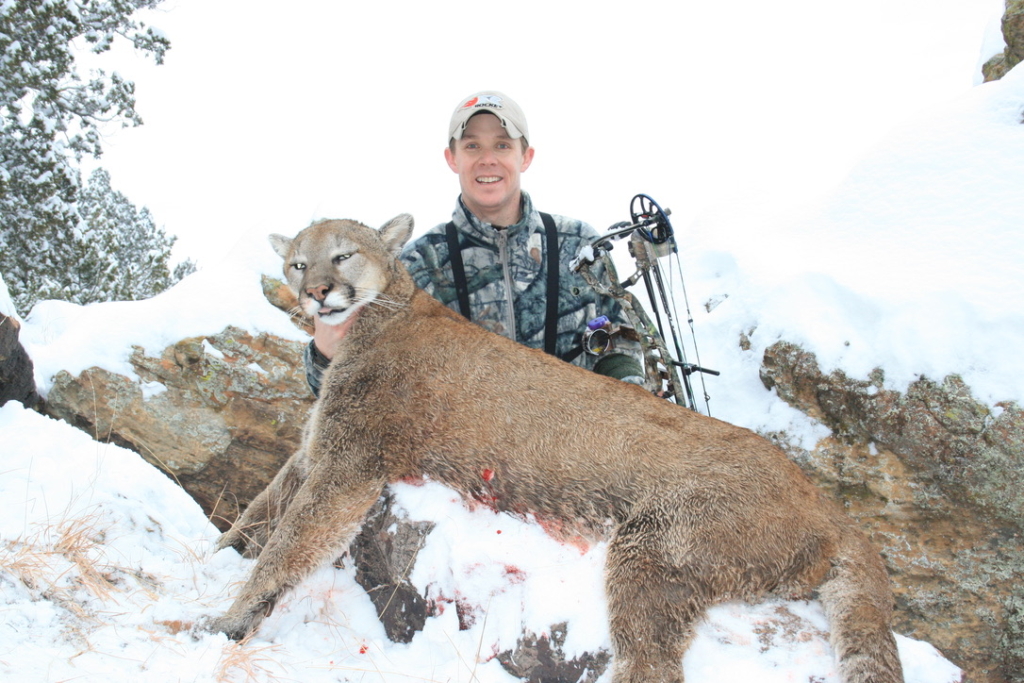Why Now Is The Time To Book A Mountain Lion Hunt - Born Hunting